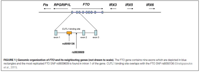 Modulación de la actividad física del efecto de los genotipos de riesgo ...